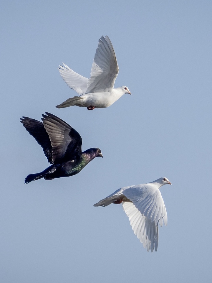 Trio | AH14 | Blipfoto