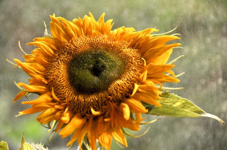 Sunflower | Ingeborg | Blipfoto