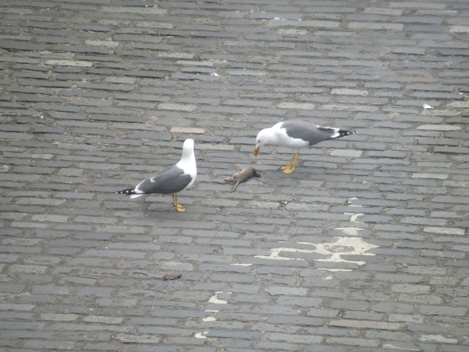 Sunday brunch | meles | Blipfoto