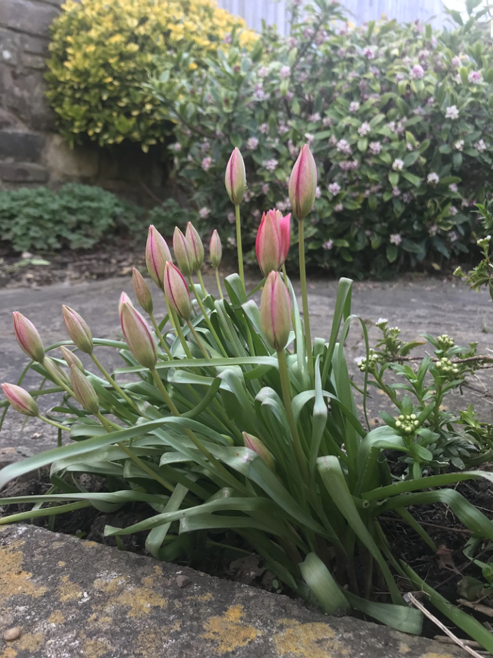 Miniature tulips | simonslife | Blipfoto