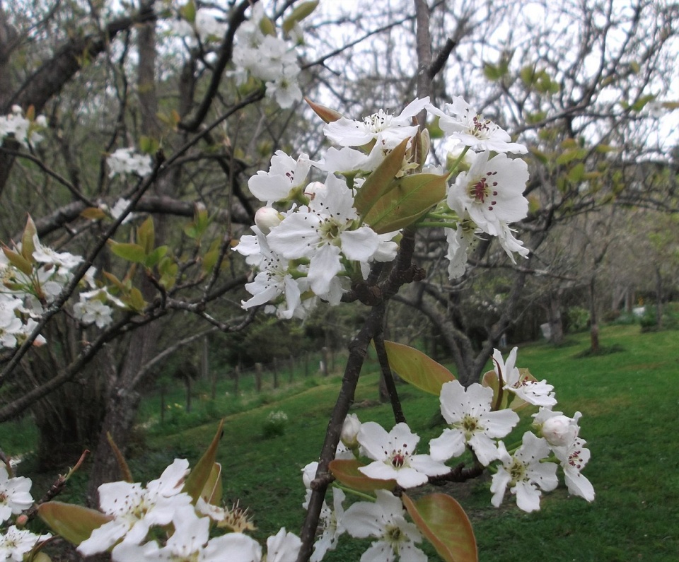Nashi Blossom | Bunty | Blipfoto