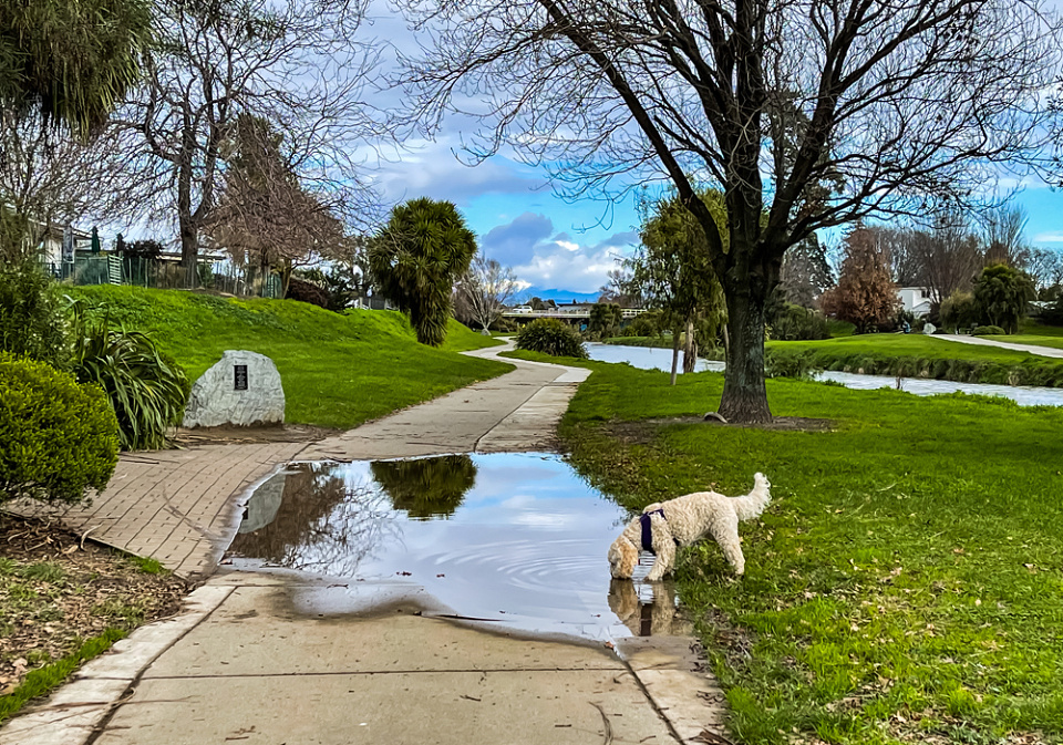 A Daylight Walk…. And a Puddle…. | Lizimagiz | Blipfoto