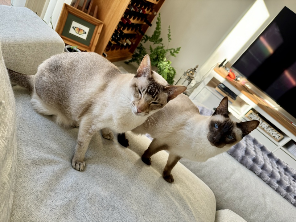 We are Siamese if you please | edisteve | Blipfoto