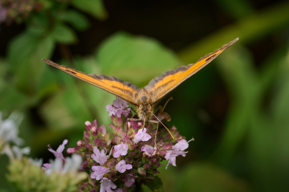 Gatekeeper | Sheol | Blipfoto