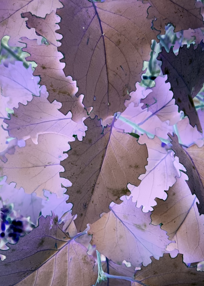 Nibbled around the edge | TiciaS | Blipfoto