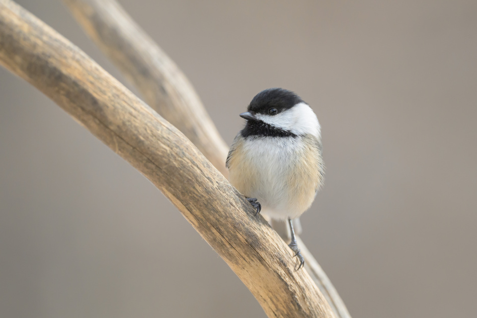 'Dee | dbifulco | Blipfoto