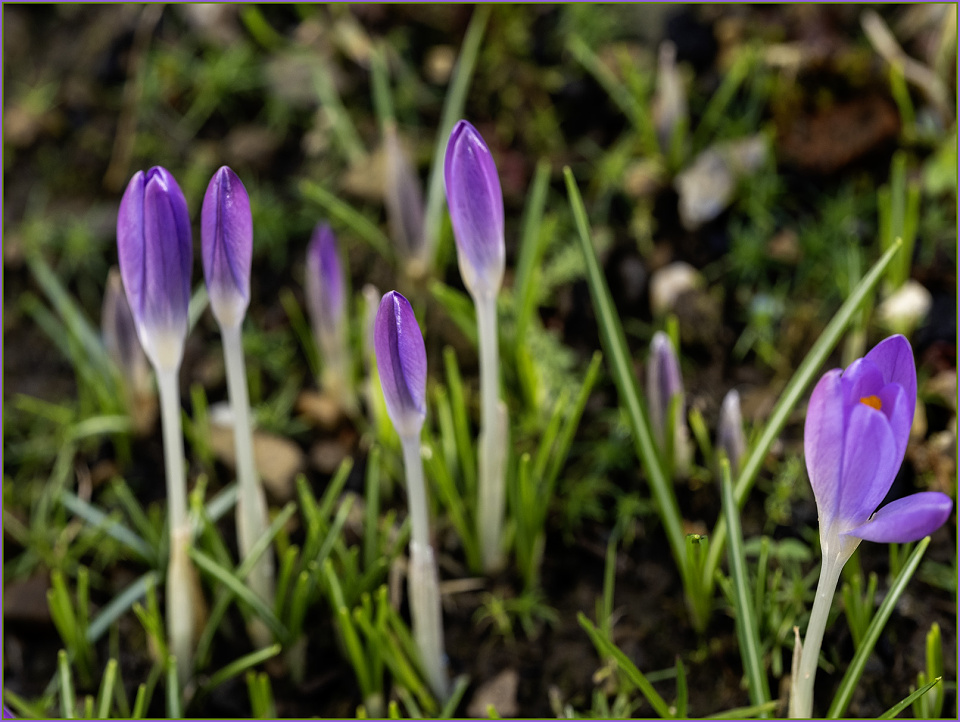 First Crocus | Terrifo | Blipfoto
