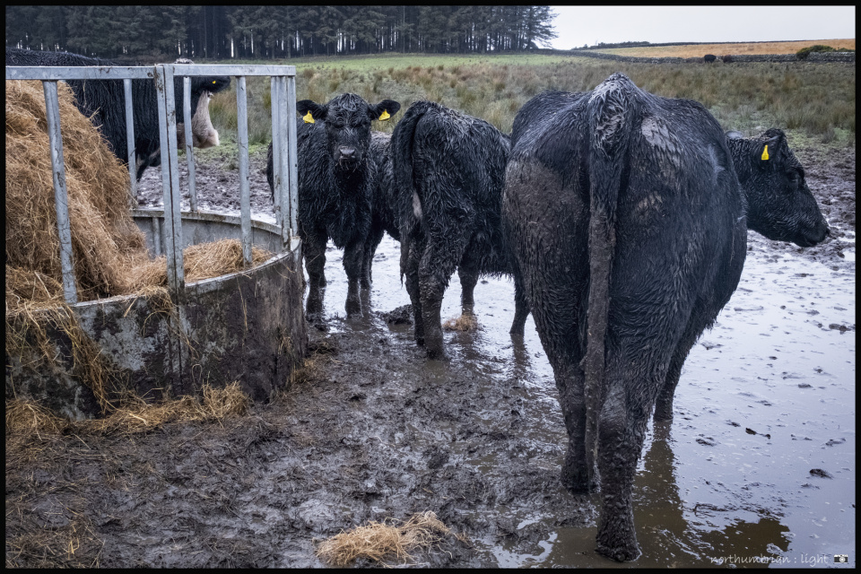 Mud, glorious mud ... | RobinDown | Blipfoto