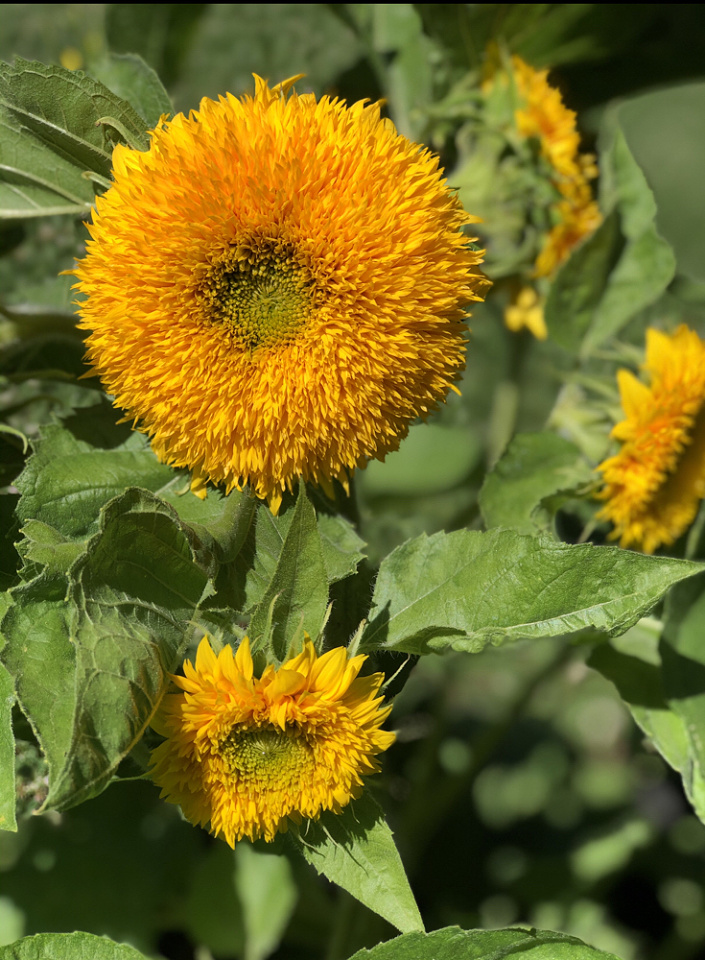 Teddy Bear Sunflowers | loveeveryminute | Blipfoto