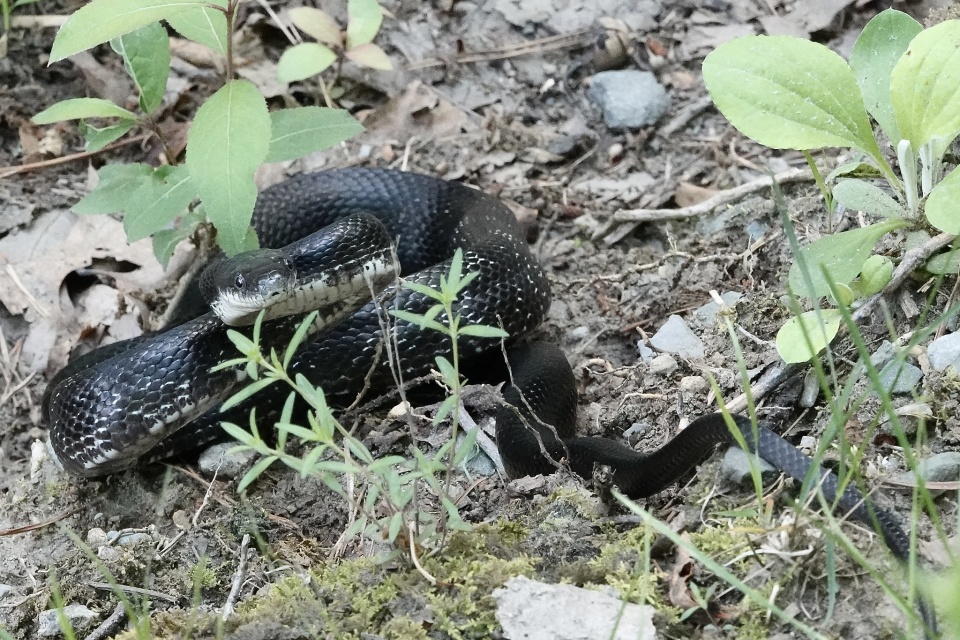 Eastern Rat Snake | Kimb | Blipfoto