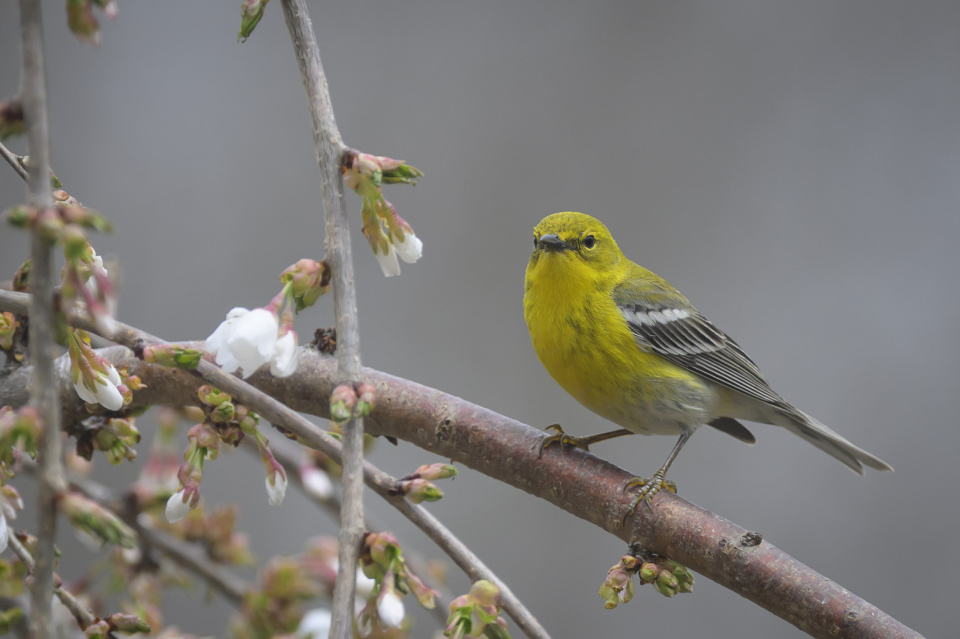 Birds & Blooms | dbifulco | Blipfoto
