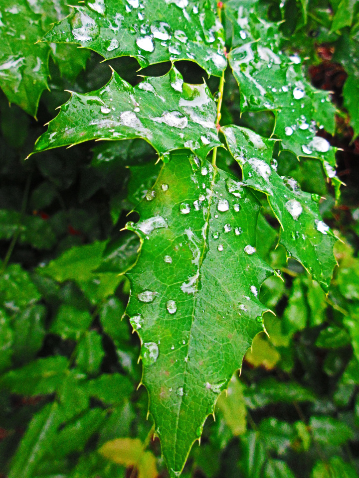 Brrh! It's Wimbledon | RosInAus | Blipfoto