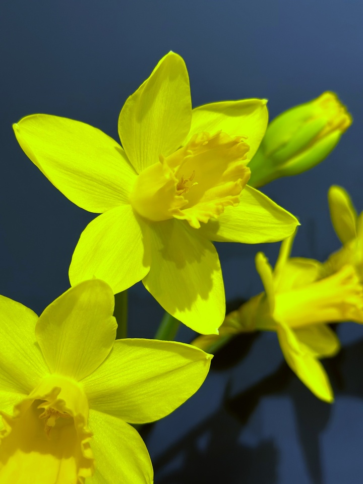 Daffs. | Technophobe | Blipfoto