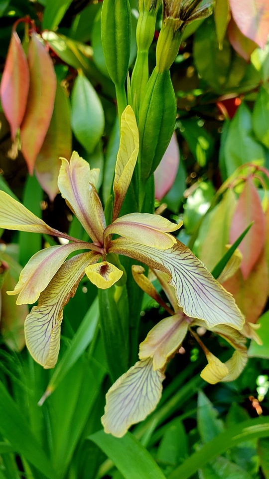 "Stinking or Foetid Iris" | vince193 | Blipfoto