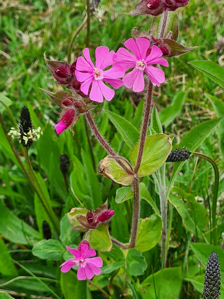 PINK | EllyJay | Blipfoto