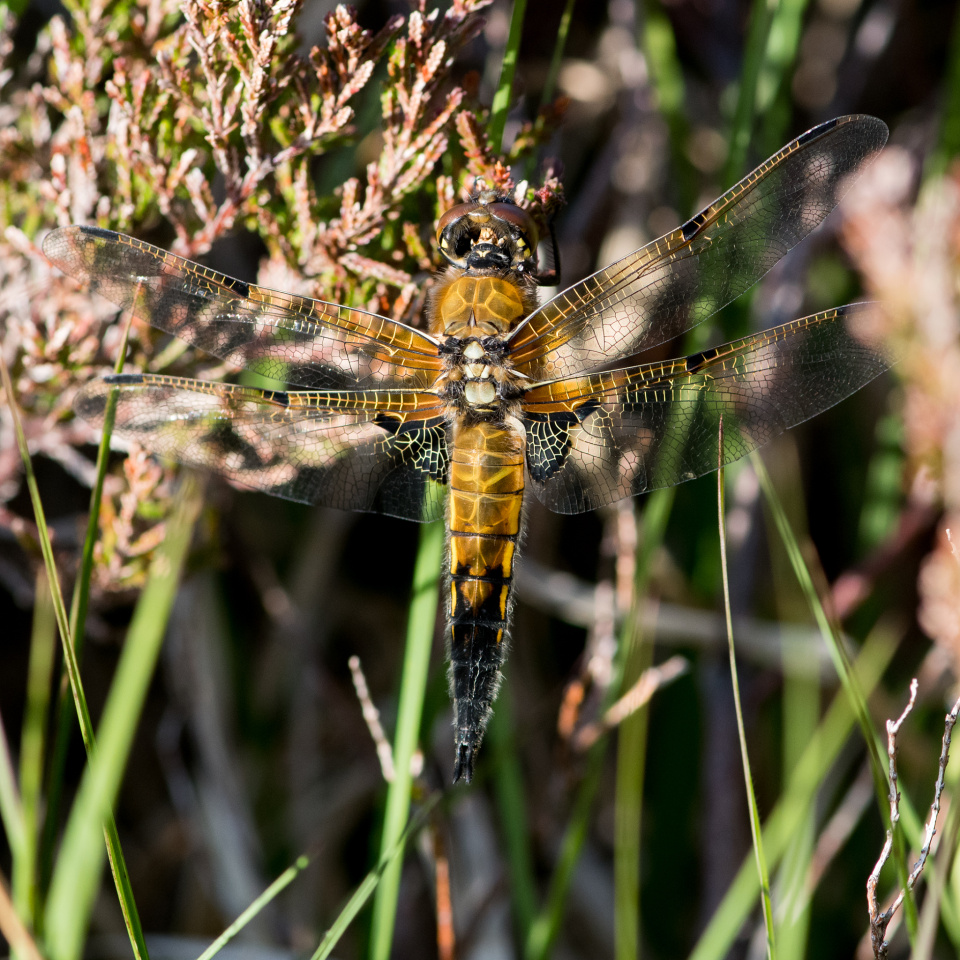 Four spotted darter | Treshnish | Blipfoto