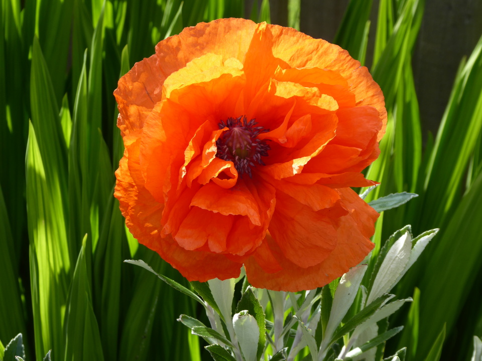 A Happy Poppy! | Poppy | Blipfoto