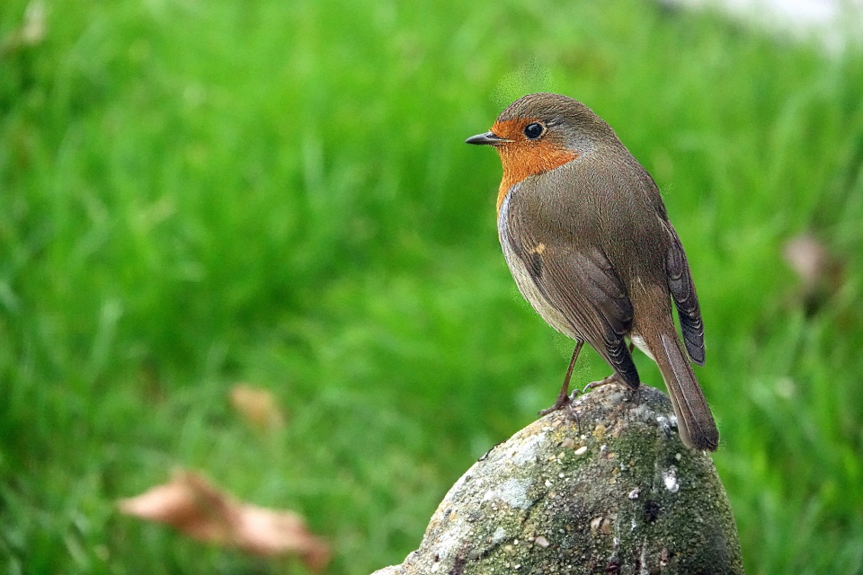 Robin | BobsBlips | Blipfoto