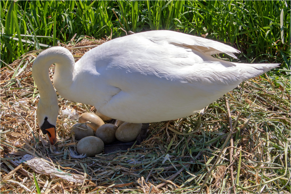 The Tidy Bird | fitzbilly | Blipfoto