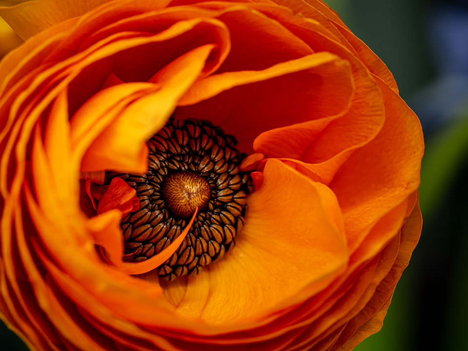 Orange Anemone | Aliscotia | Blipfoto