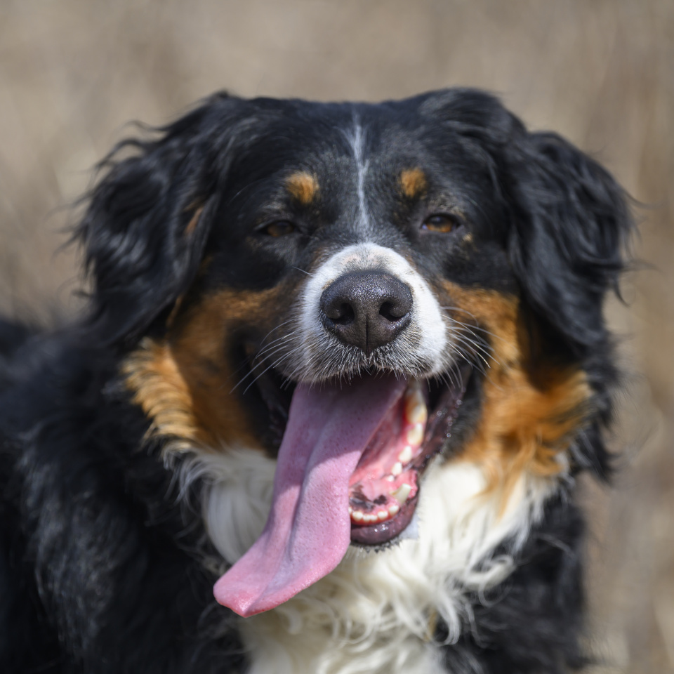 Berner | dbifulco | Blipfoto