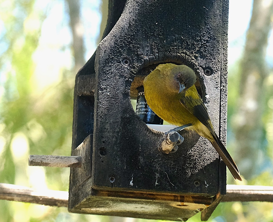 Birds . . . Neil Young | V1k1 | Blipfoto