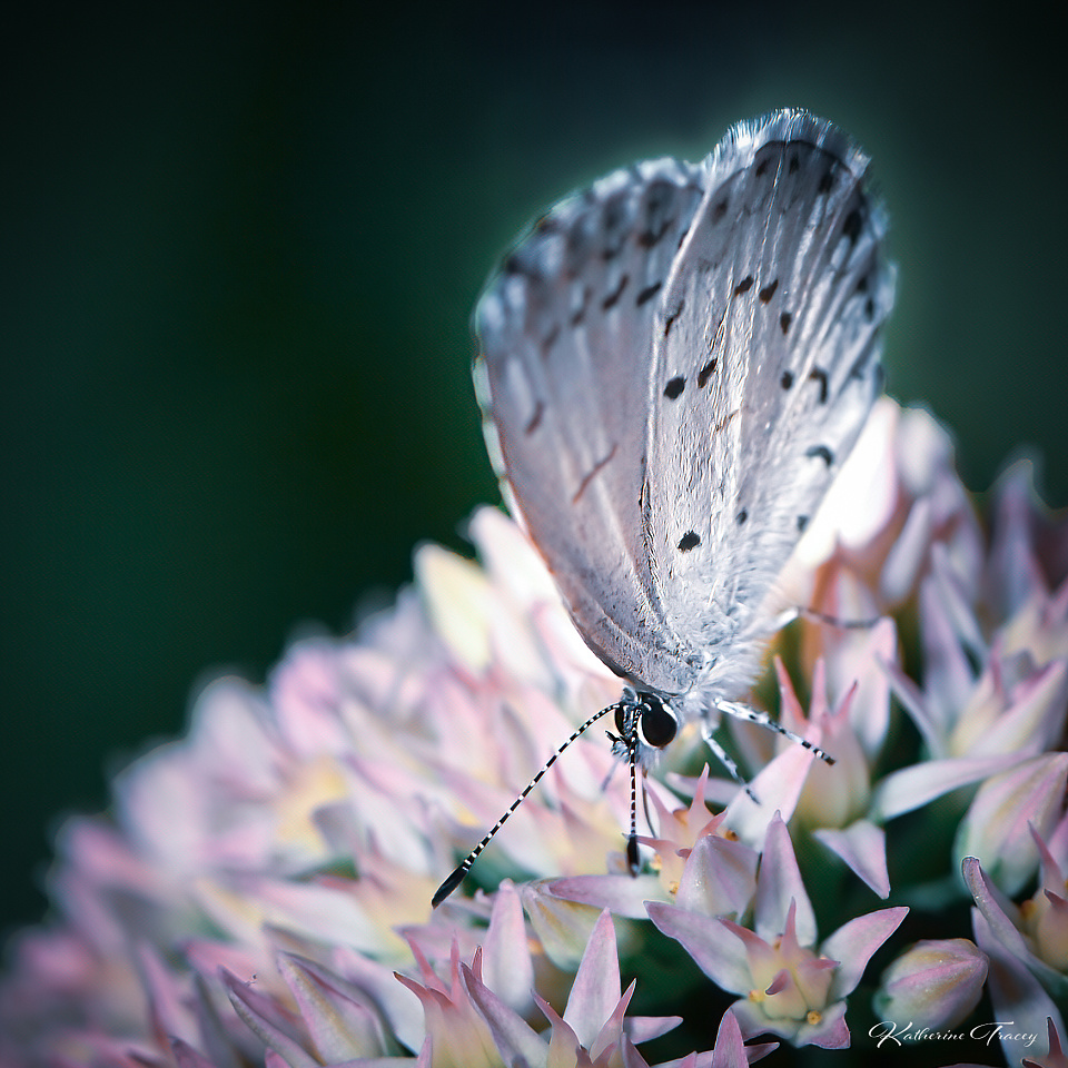 Spring Azure Butterfly | Kwtracey | Blipfoto
