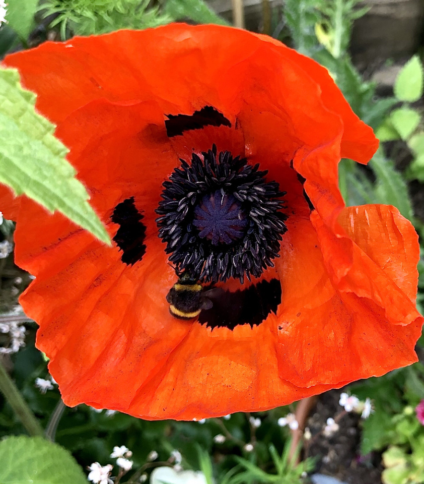 Poppy bee | ShanWilliams | Blipfoto