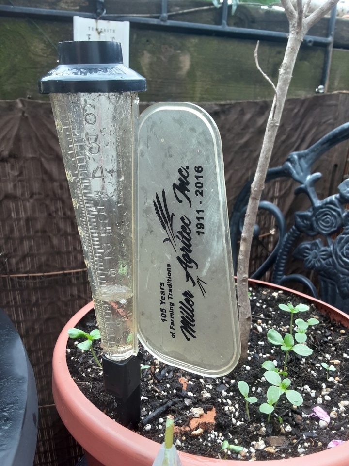 Rain | valentina64 | Blipfoto