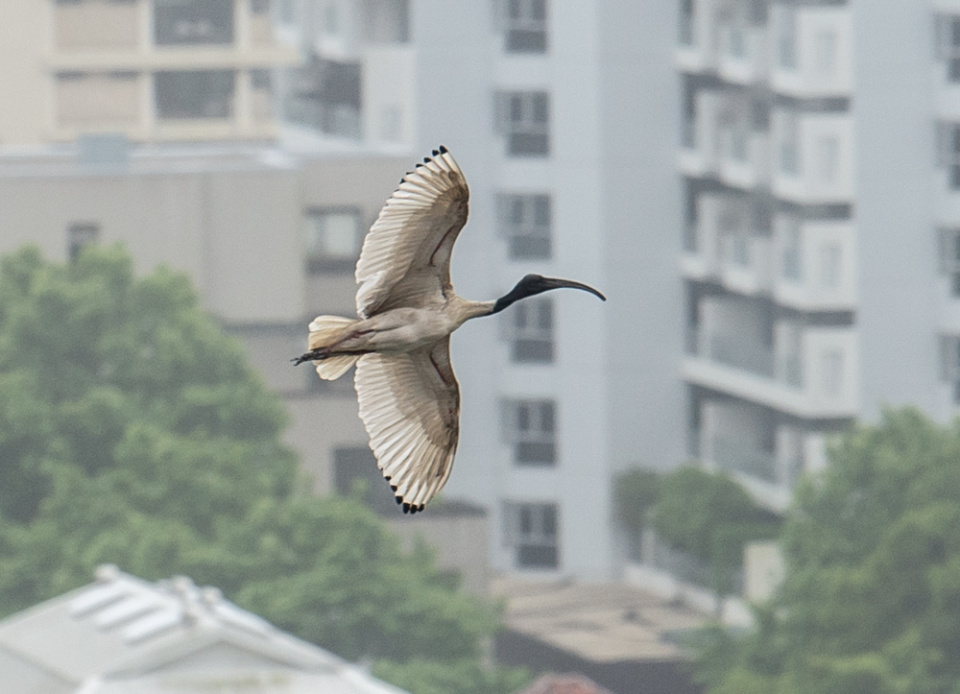 Bin Chicken fly by | maxellis | Blipfoto