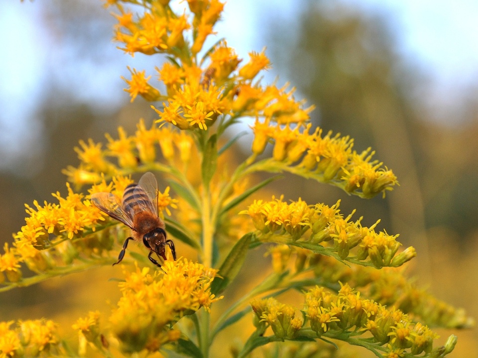 Inspiration at dusk: Bee-utiful Ragweed | BryanImagining | Blipfoto