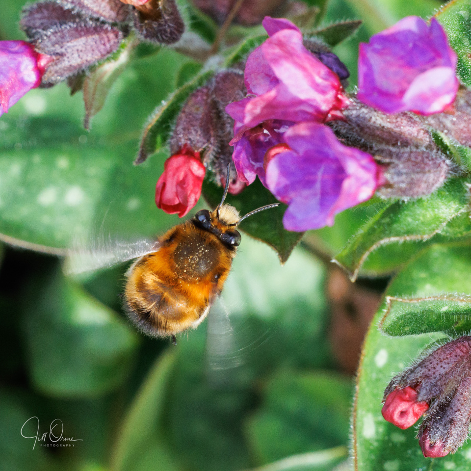 Plump | JDO | Blipfoto