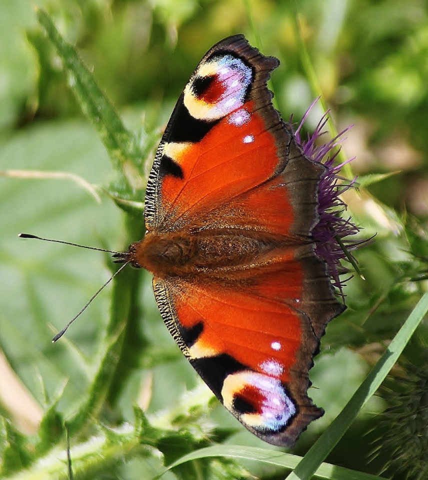 peacock beauty | monkey | Blipfoto