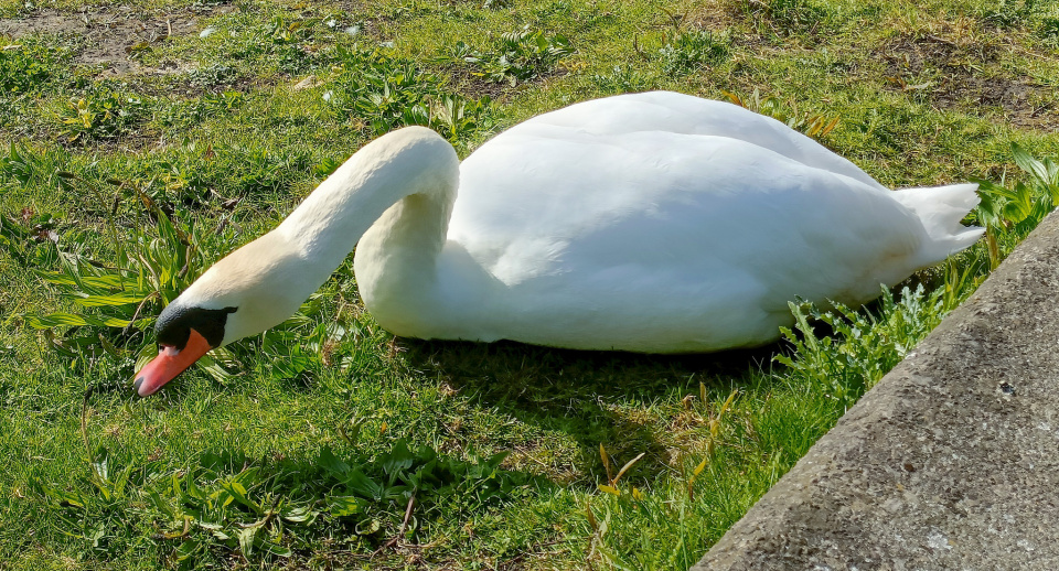Swan Breakfast | davidc | Blipfoto