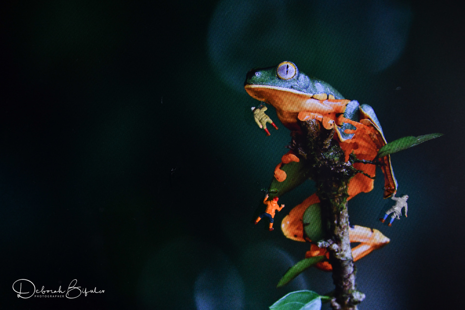 Tiny Rain Forest Adventures - Part 1 | dbifulco | Blipfoto