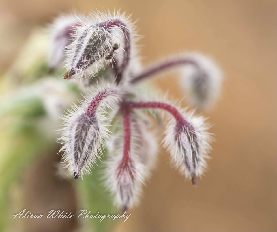 Fluffy things | Alison666 | Blipfoto