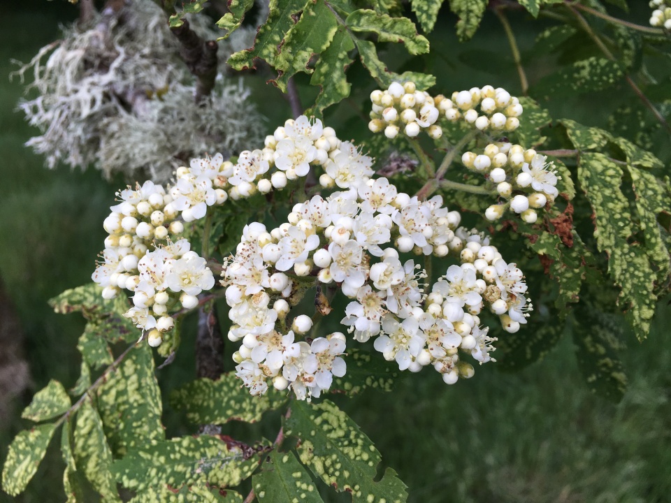 Rowan blossom | friedaquilter | Blipfoto
