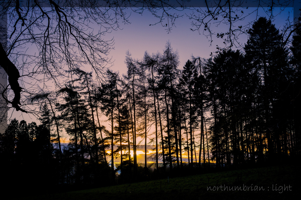 Filigree trees ... | RobinDown | Blipfoto