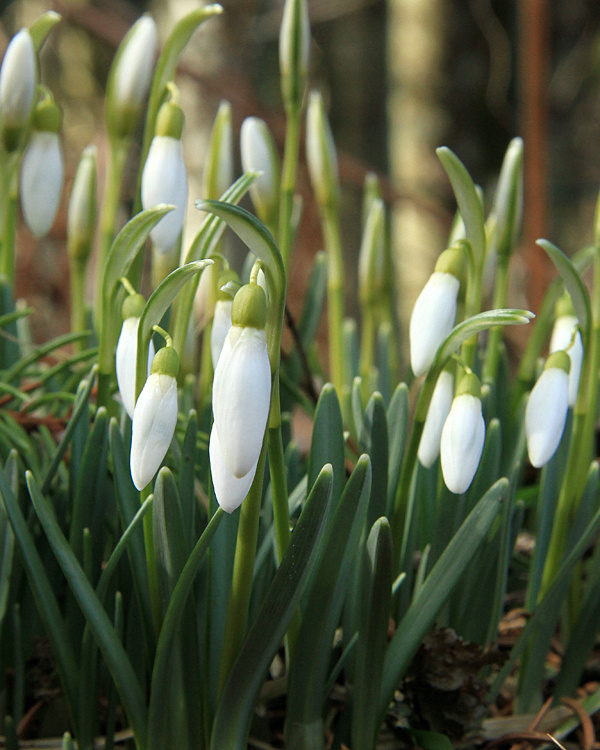 Spring? | joesblips | Blipfoto