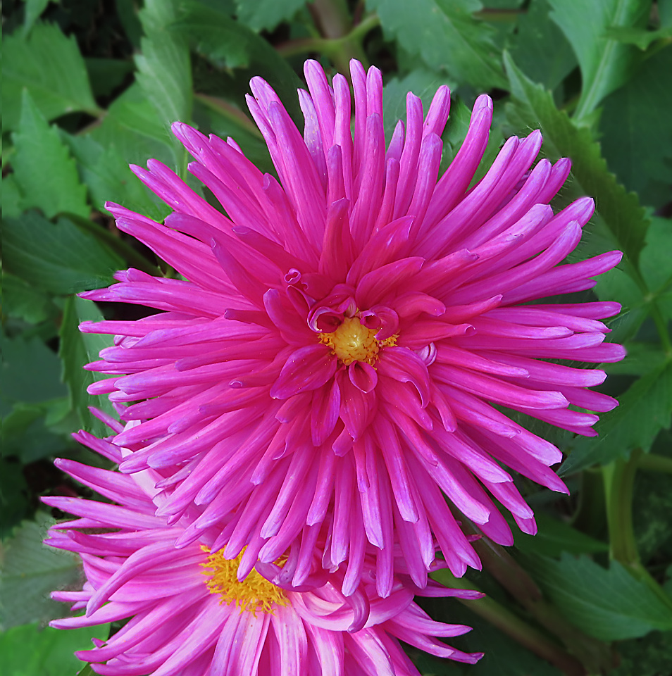 Magenta Burst | VandeGraaff | Blipfoto