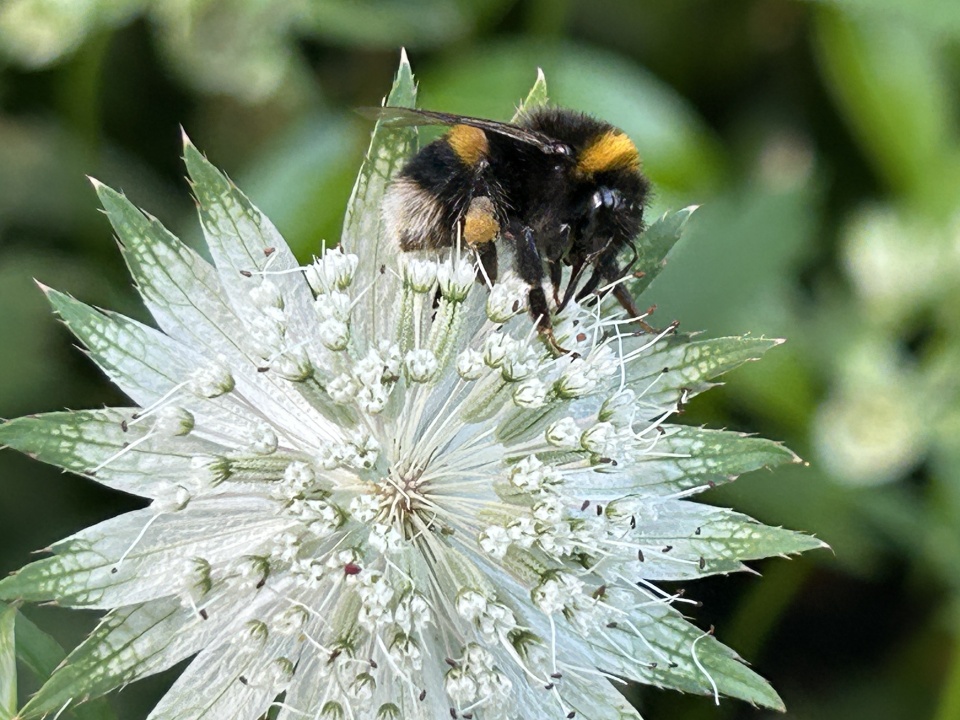 FURRY BEE. | Larchlea | Blipfoto