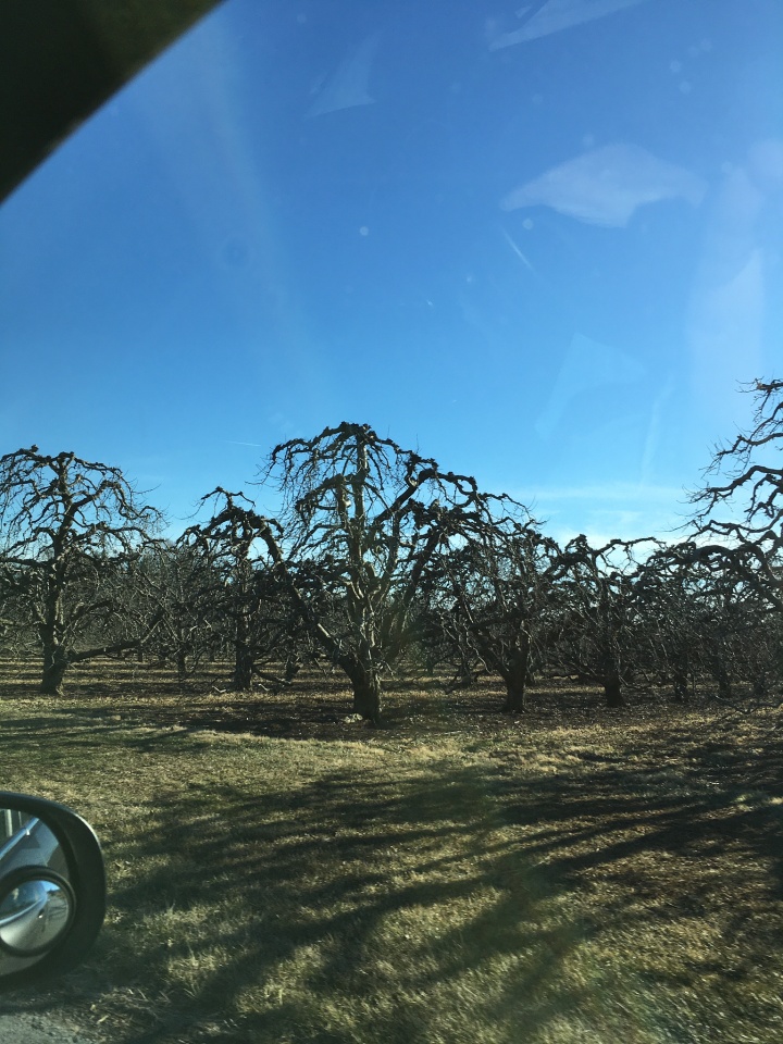 Scary trees | wvgirl | Blipfoto