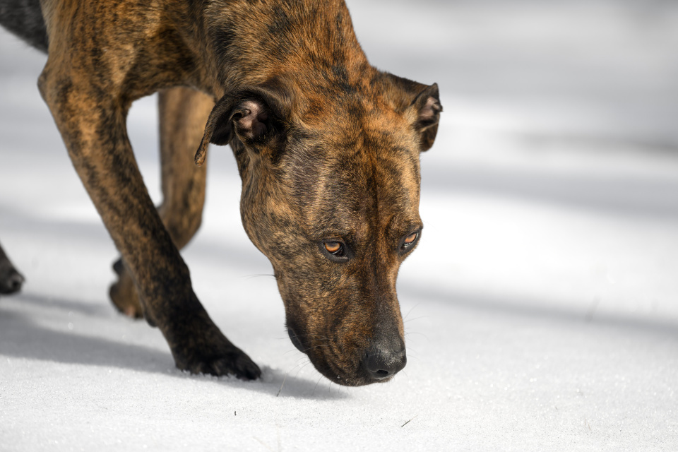 Nose-work | dbifulco | Blipfoto