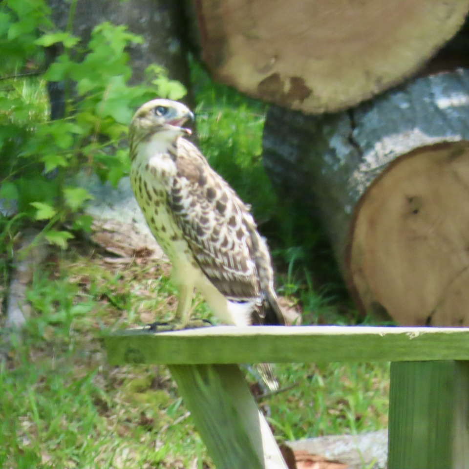 Cooper Hawk | AnneILM60 | Blipfoto