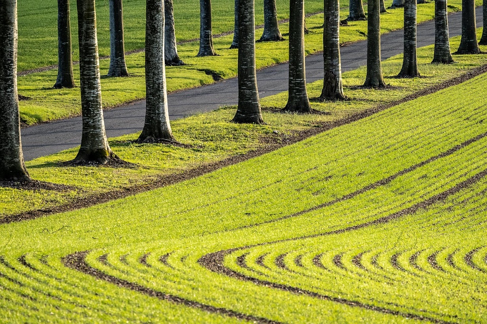 Those Trees Again | AH14 | Blipfoto