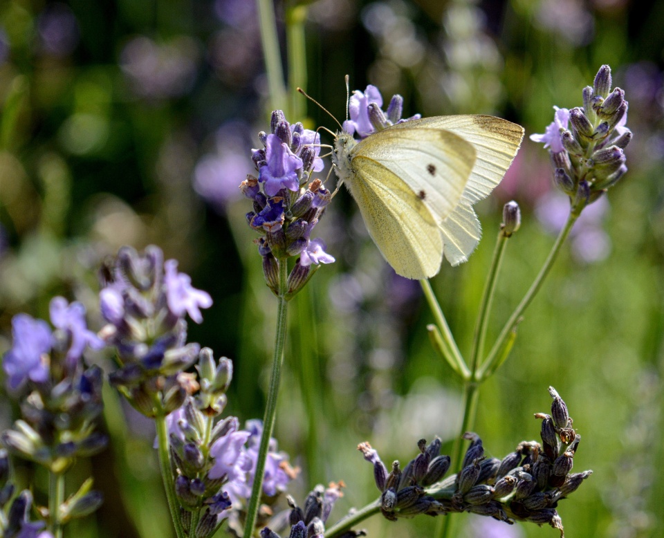 Late Lavender | mambo | Blipfoto