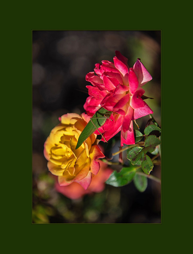 Someone is Hidding | JMK | Blipfoto