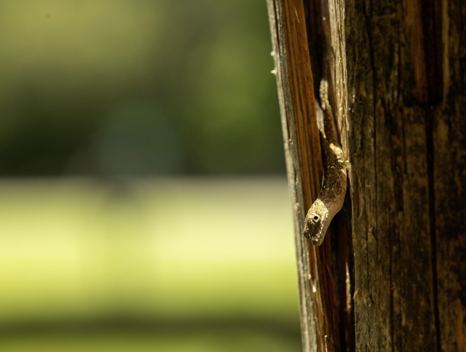 Hiding | bugsman | Blipfoto