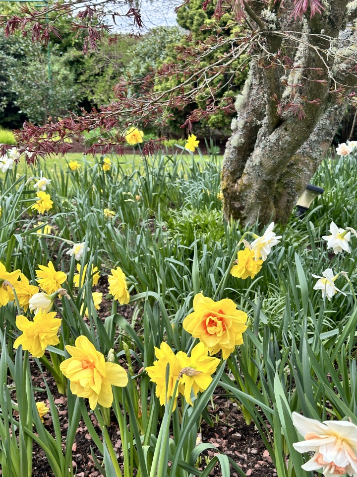 A host of golden daffodils... | Damnonii | Blipfoto