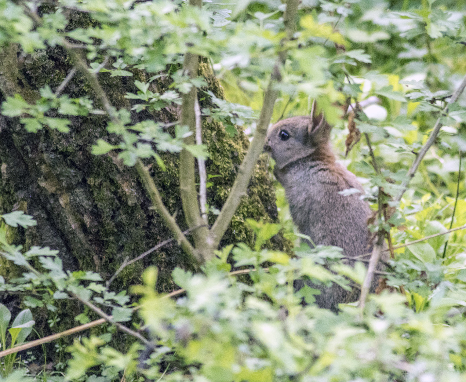 The squabbit? | meayrs | Blipfoto